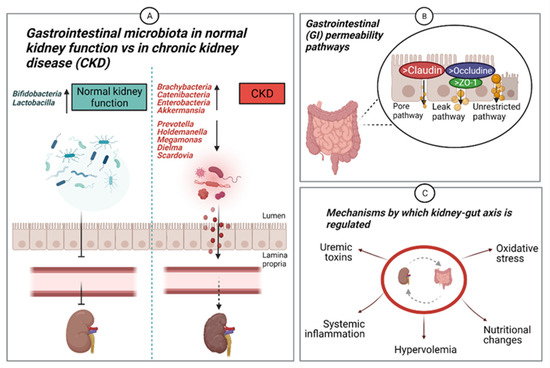 The Gastrointestinal Microbiota as a Potential Cause and Target in ...