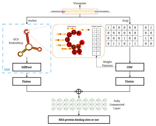 A Novel Deep Learning Method for Predicting RNA-Protein Binding Sites