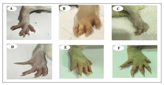 Effect of Different Nuts Oil Consumption on Morphological Features and ...