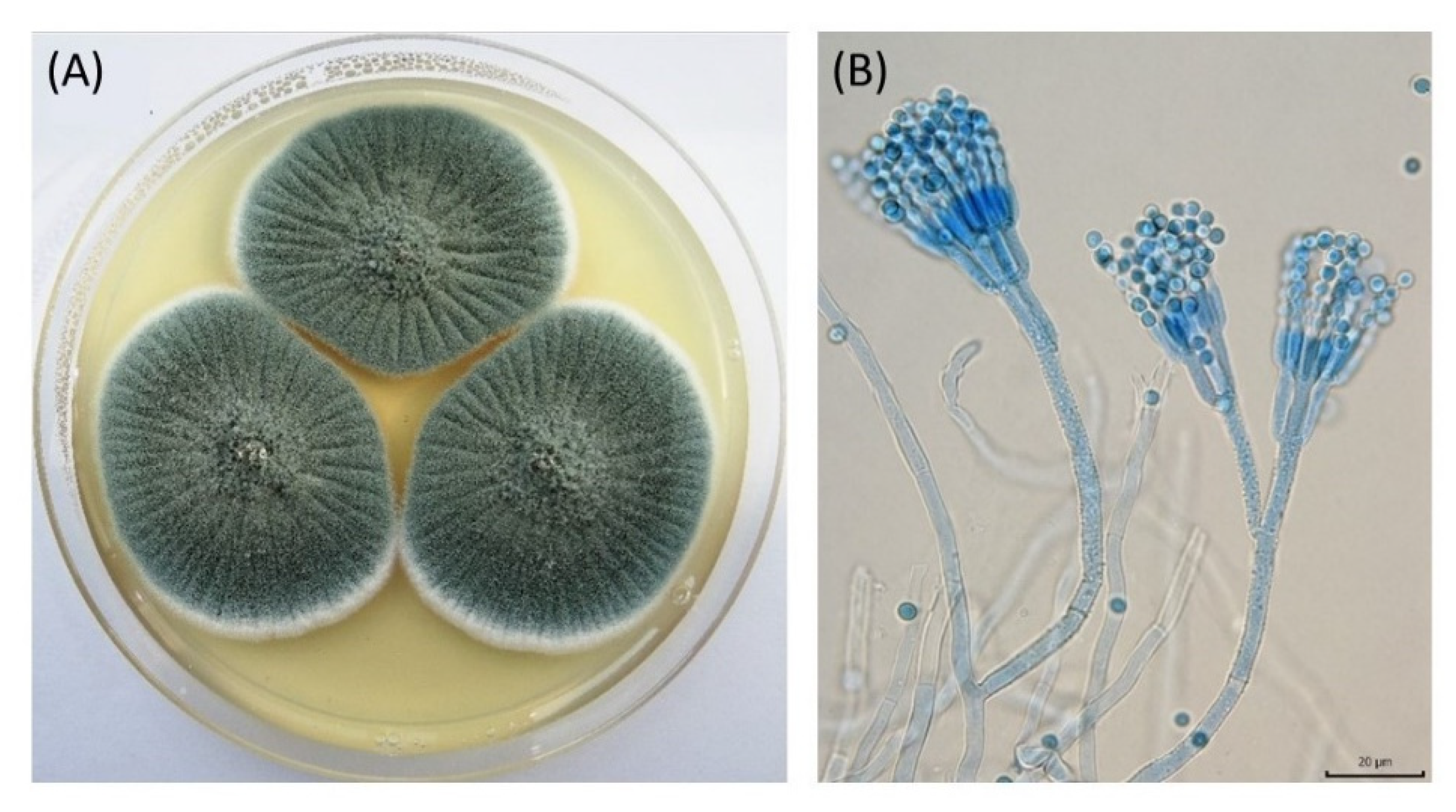 Penicillium Colony Morphology