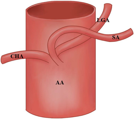Prevalence and Clinical Consideration of Anatomical Variants of the ...