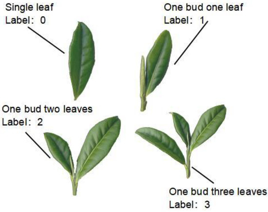Sorting of Fresh Tea Leaf Using Deep Learning and Air Blowing