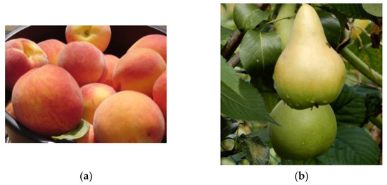 Bioactive Vitamin C Content from Natural Selected Fruit Juices