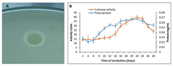 The Purification and Characterization of a Cutinase-like Enzyme with ...