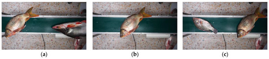 Fish Detection and Classification for Automatic Sorting System with an ...