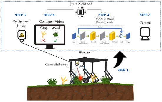 Applied Sciences | Free Full-Text | Formation of a Lightweight, Deep Learning-Based Weed ...
