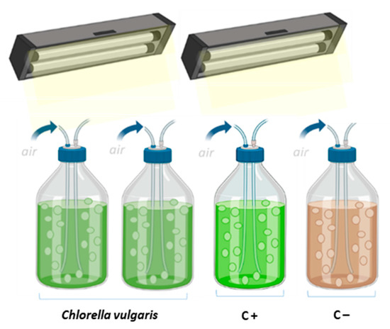 Microalgal Systems, a Green Solution for Wastewater Conventional ...