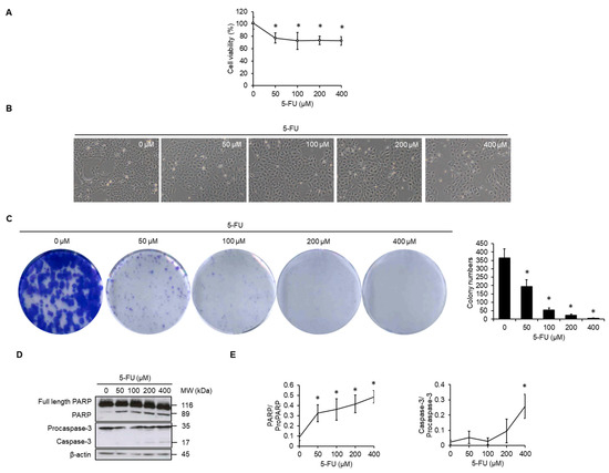 Enhancement of Anticancer Effects by Combining 5-Fluorouracil with ...