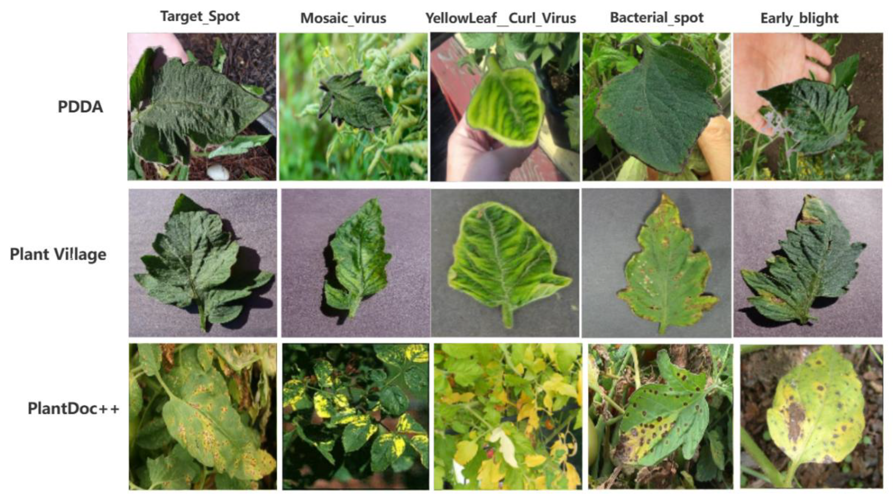 IBSA_Net: A Network for Tomato Leaf Disease Identification Based on ...