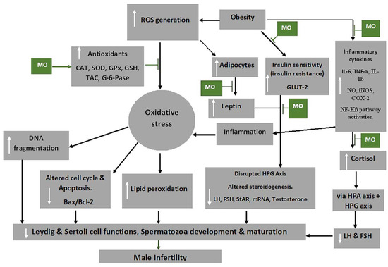 Overview of the Effects of Moringa oleifera Leaf Extract on Oxidative Stress and Male ...