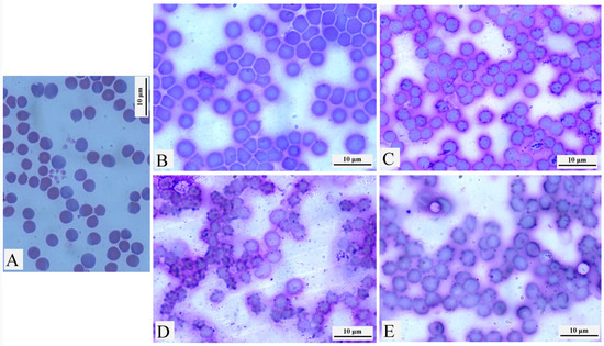 Blood from Horses and Cows In Vitro Exposed to Quaternium-15 and ...