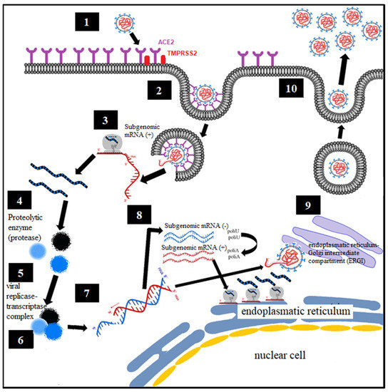 Therapeutic Targets in the Virological Mechanism and in the ...