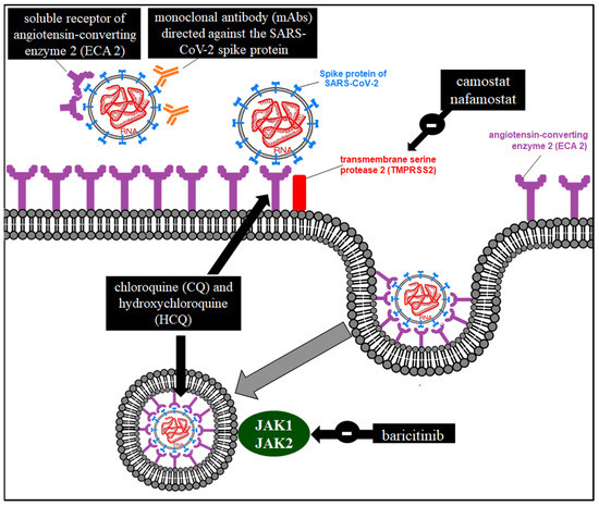 Therapeutic Targets in the Virological Mechanism and in the ...