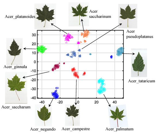 An Effective Plant Recognition Method with Feature Recalibration of Multiple Pretrained CNN and ...