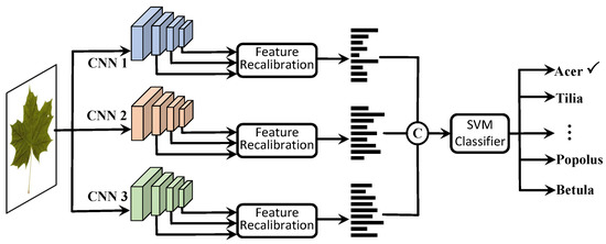 An Effective Plant Recognition Method with Feature Recalibration of ...