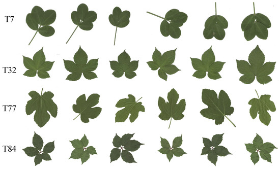 An Effective Plant Recognition Method with Feature Recalibration of ...