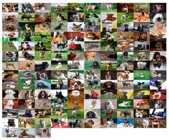 Convolutional Neural Network-Based Automated System for Dog Tracking and Emotion Recognition in ...