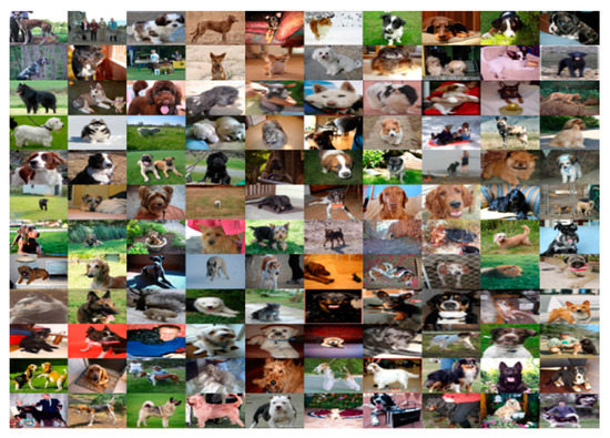 Convolutional Neural Network-Based Automated System for Dog Tracking and Emotion Recognition in ...