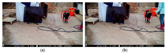 Convolutional Neural Network-Based Automated System for Dog Tracking and Emotion Recognition in ...
