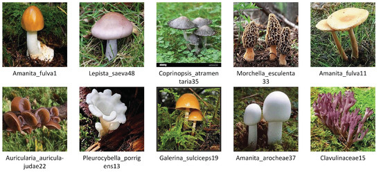 Applied Sciences | Free Full-Text | Wild Mushroom Classification Based on Improved MobileViT ...