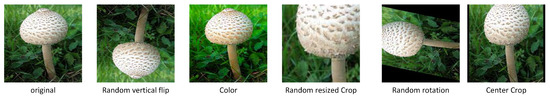 Wild Mushroom Classification Based on Improved MobileViT Deep Learning