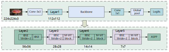 Wild Mushroom Classification Based on Improved MobileViT Deep Learning