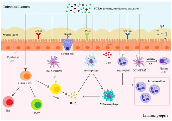 Immunomodulatory Properties of Probiotics and Their Derived Bioactive ...