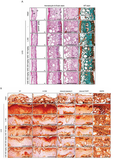 The Protective Effects of Unripe Apple (Malus pumila) Extract on ...