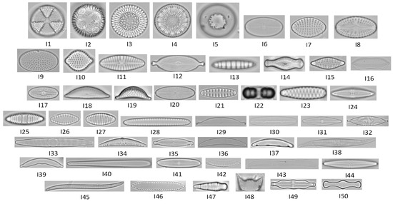 Cross-Correlation and Fractal Analysis in the Images Diatoms Symmetry