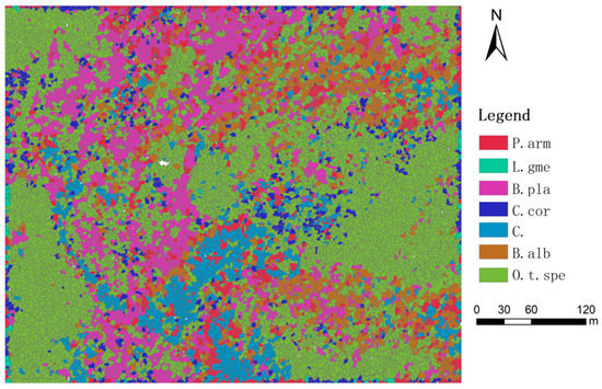 Identification of Tree Species in Forest Communities at Different ...