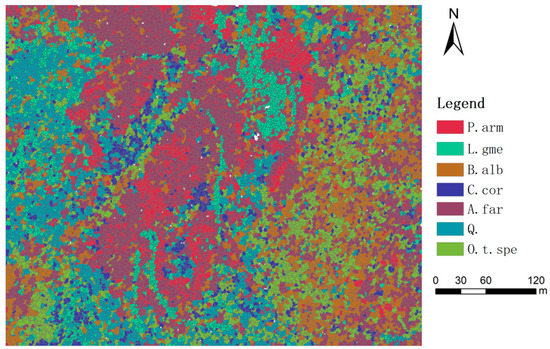 Identification of Tree Species in Forest Communities at Different ...