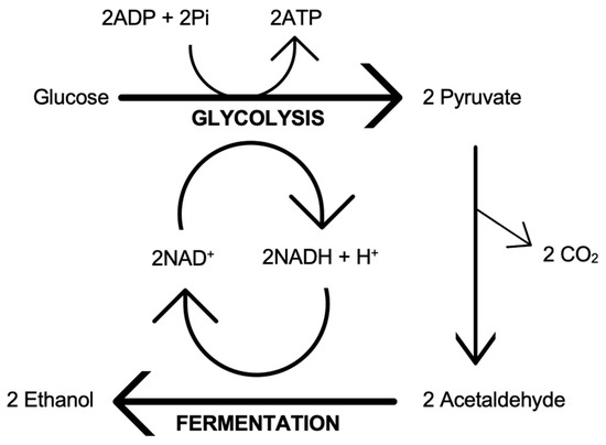 Yeast Fermentation for Production of Neutral Distilled Spirits
