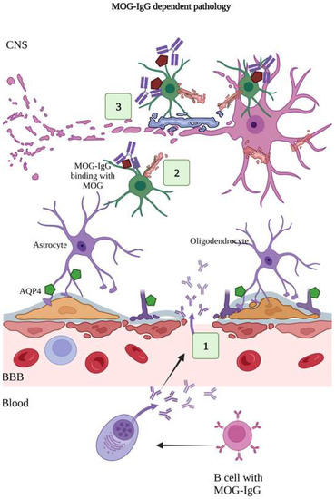 Neuromyelitis Optica Spectrum Disorders: Clinical Perspectives, Molecular Mechanisms, and Treatments