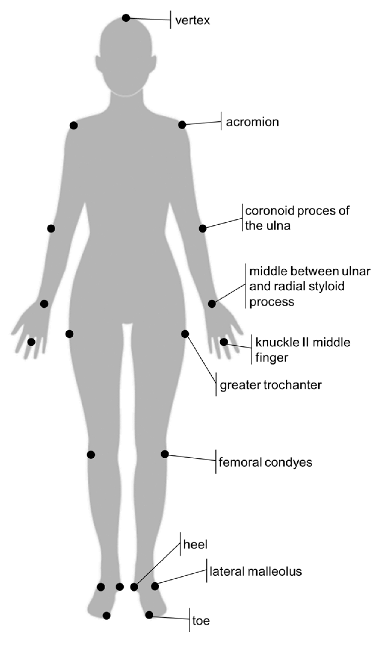Two-Dimensional Mechanical Model of Human Stability in External Force ...