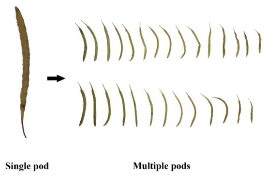 An Image Processing Method for Measuring the Surface Area of Rapeseed Pods