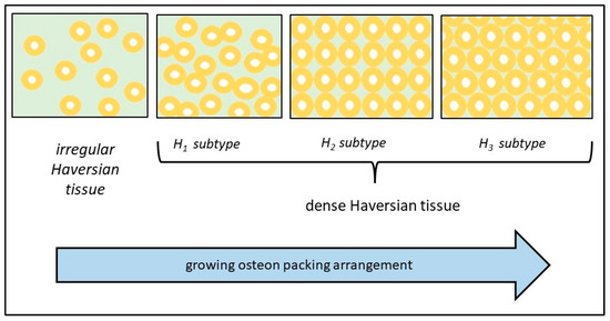 The Arrangement of the Osteons and Kepler’s Conjecture