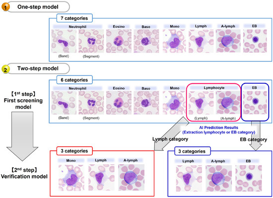 Classifying Microscopic Images of Reactive Lymphocytosis Using Two-Step ...
