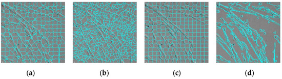 Unsupervised Segmentation of Muscle Precursor Cell Images In Situ
