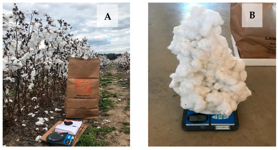 Applied Sciences | Free Full-Text | Effect of Controlled Defoliant ...