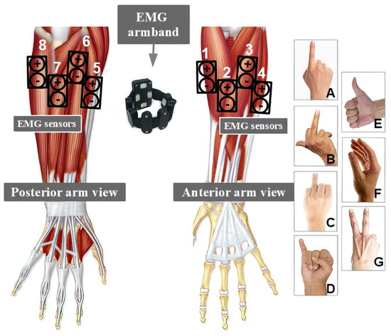 BiomacEMG: A Pareto-Optimized System for Assessing and Recognizing Hand ...