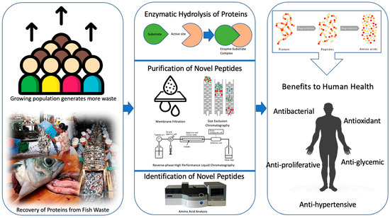Extraction of Novel Bioactive Peptides from Fish Protein Hydrolysates ...