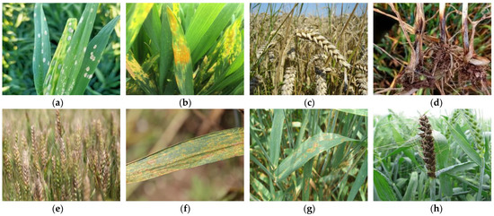 Lightweight Multiscale CNN Model for Wheat Disease Detection