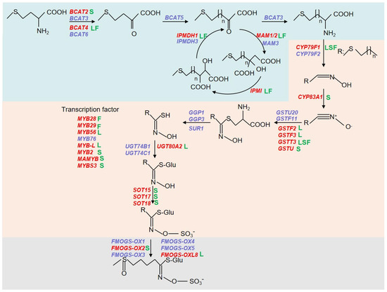 Applied Sciences | Free Full-Text | Transcriptome and Metabolome ...