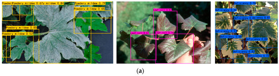 Identification of Grape Diseases Based on Improved YOLOXS