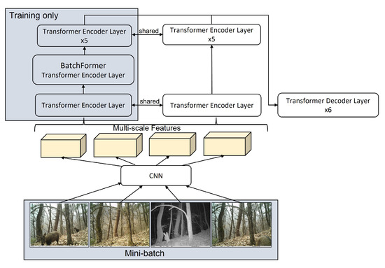 Long-Tailed Metrics and Object Detection in Camera Trap Datasets