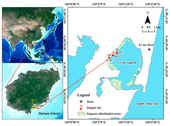 Effects of Shading on the Growth and Carbon Storage of Enhalus acoroides