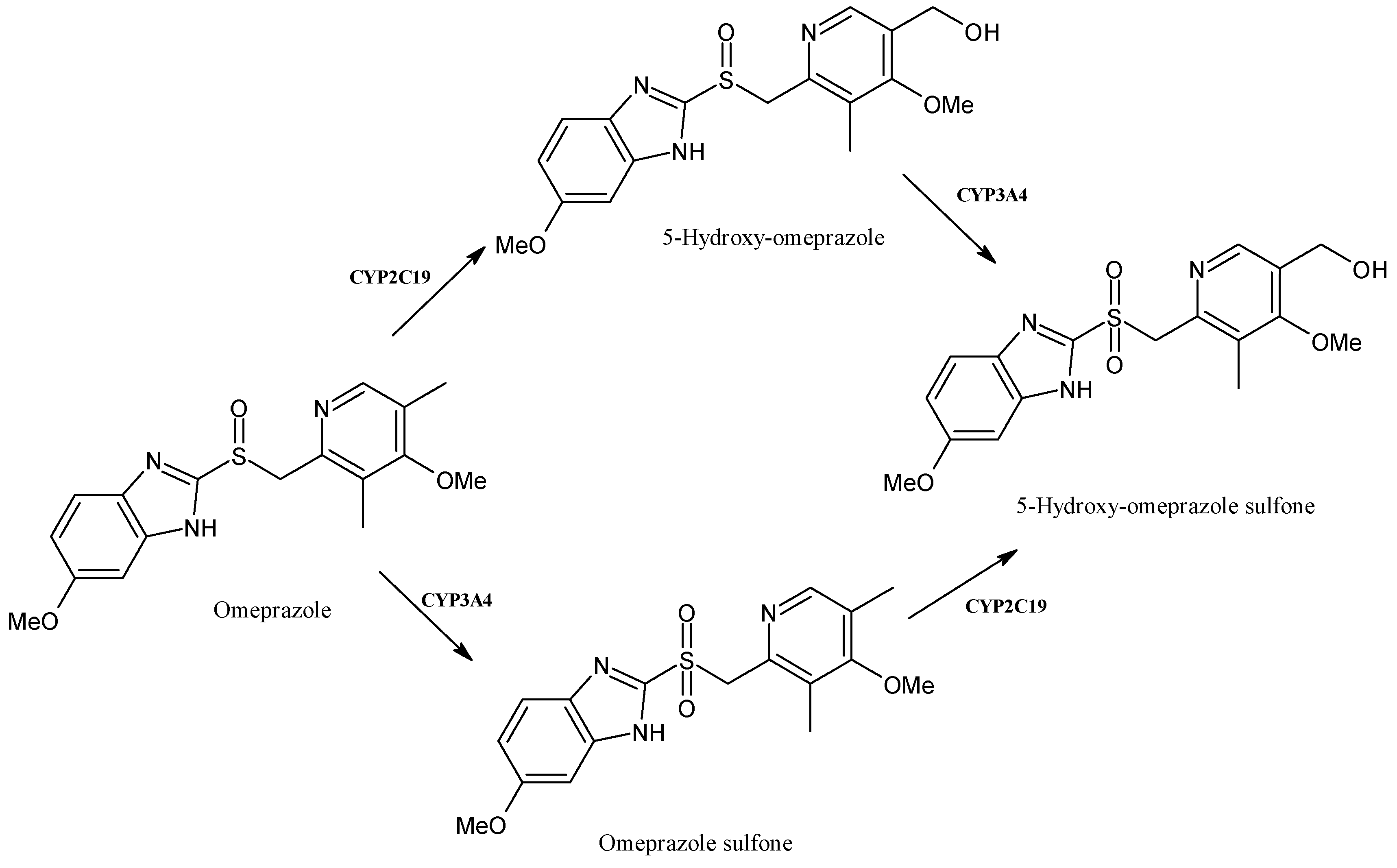 Impact of Cytochrome P450 Enzymes on the Phase I Metabolism of Drugs