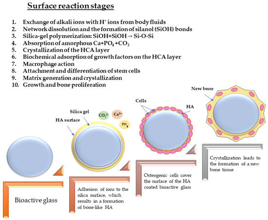Bioactive Glasses for Soft and Hard Tissue Healing Applications—A Short ...