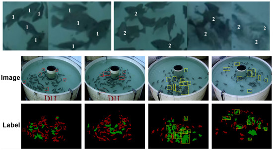 An FSFS-Net Method for Occluded and Aggregated Fish Segmentation from ...