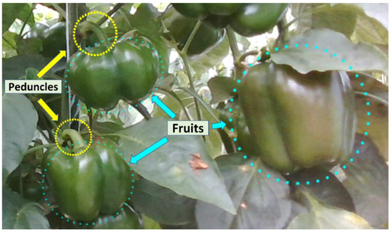 Green Sweet Pepper Fruit and Peduncle Detection Using Mask R-CNN in ...